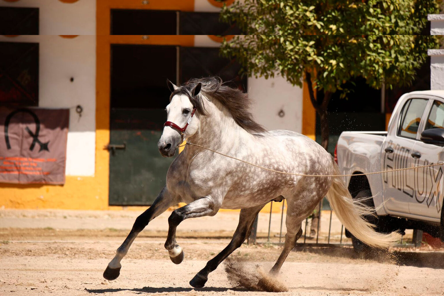 HOME - Yeguada Lezama Leguizamon